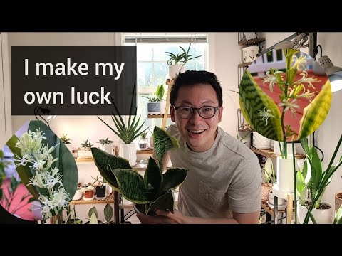 How to Get your Snake Plant to Flower (Sansevieria trifasciata)