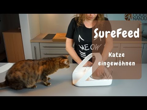 Katze an SureFeed Mikrochip Futterautomat gewöhnen | SureFeed Video Reihe