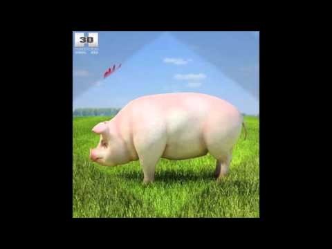 Farm animals 3D Model | Animals 3D Models | max, 3ds, c4d, obj, lwo
