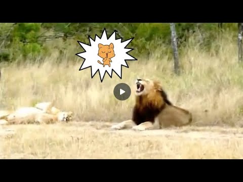 Lioness Tries To Mate With Lion 🦁