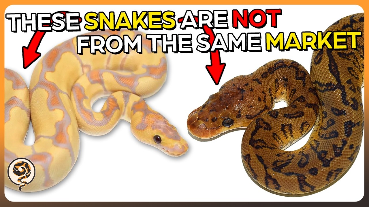 So... There's actually 2 Ball Python Markets - Let's talk about that!