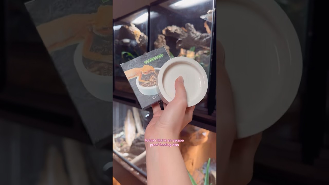 Amazon Finds: Escape-proof bug bowls! #reptilekeeper #lizardlife #lizards #feeders