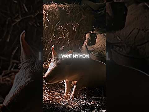 Die with a smile - pig movie #shorts