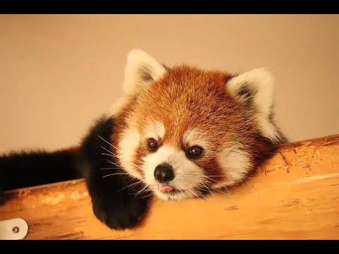 【red panda】His name is Mi Gao,means rice cake。