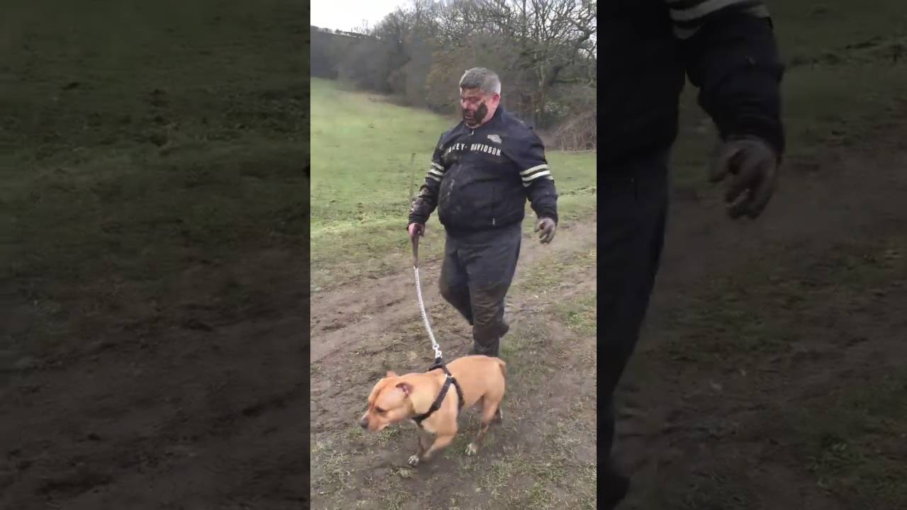 facebook viral #7 : get a dog it will be fun they said