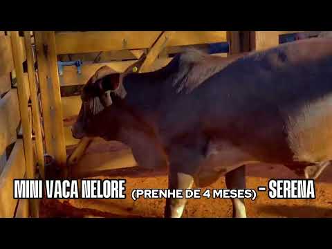 Mercado Balcão / Compre já - MINI VACA NELORE - SERENA Animal de ...