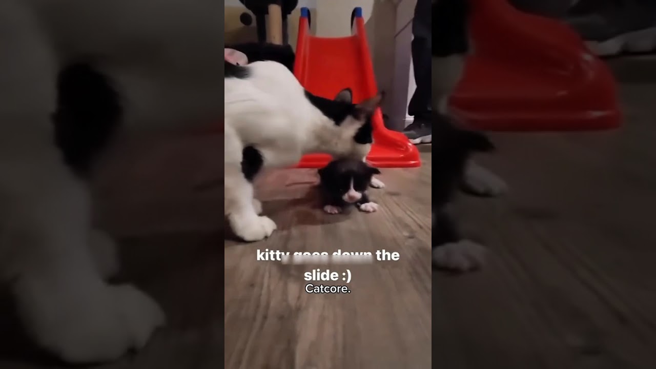 Funny CAT Moments 😂😂 episode 9237 #funnycats #cats #funnyanimals #petsofinstagram