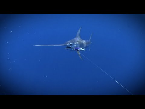 Lessons Of The Swordfish | Into The Blue | S9E1