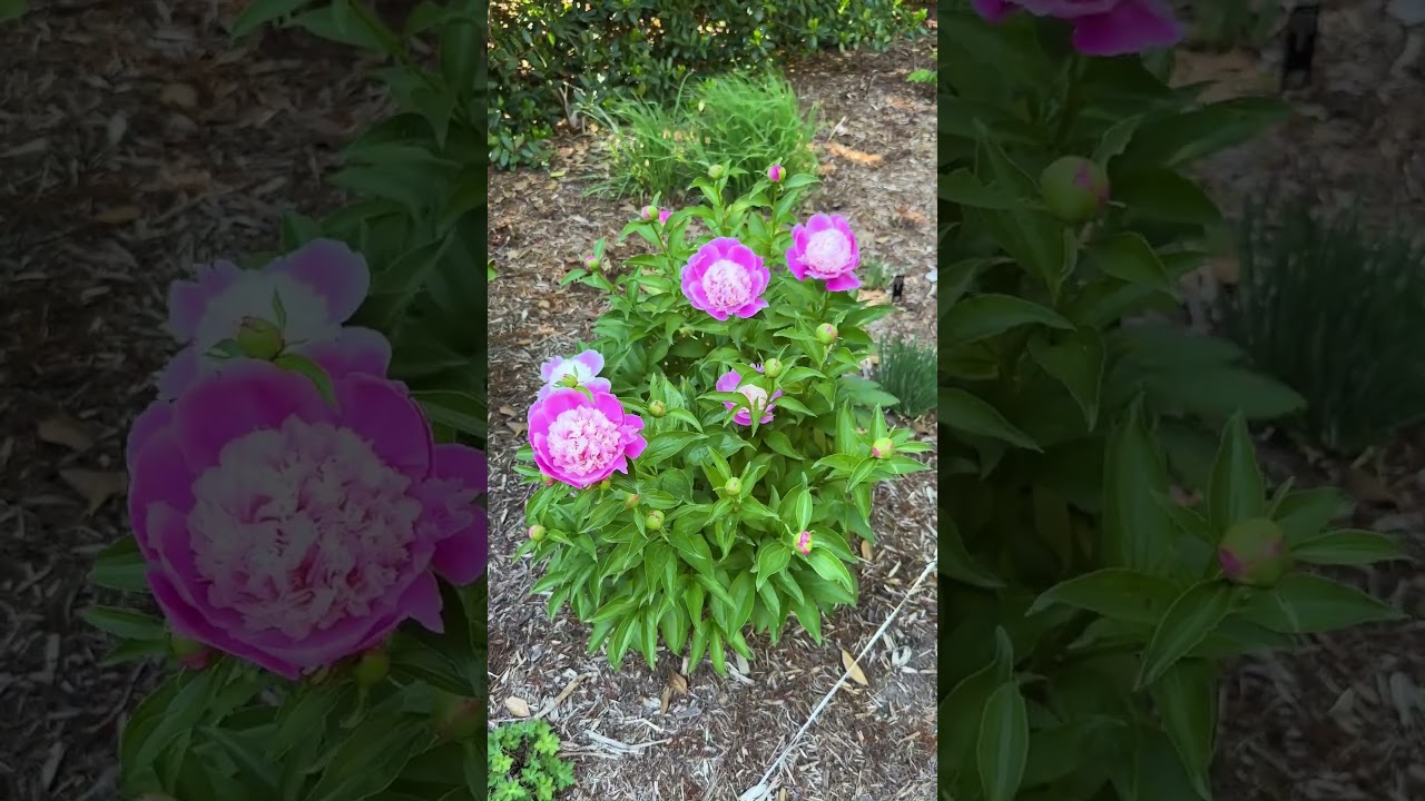 Paeonia 'Miss America', 'Cora Stubbs', and lactiflora #peony