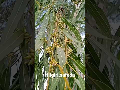 #Nilgiri #eucalyptus #safeda.