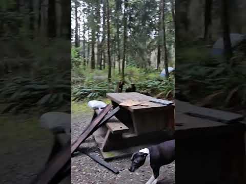 Quinsam Campground Vancouver Island BC #bcparks #camping #vanlife #travel