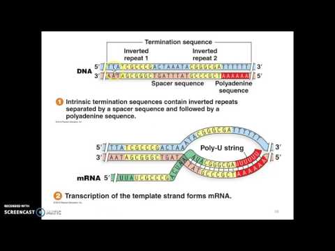 Launen Genetics Transcription Elongation and Termination