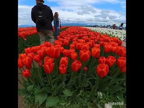 Mai Travels to... ROOZENGAARDE TULIP FARM, Mt Vernon, WA