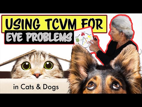Common Eye Conditions in Dogs/Cats & How to Treat Using TCVM