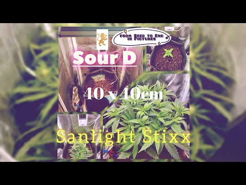 Autopot Grow | Sanlight Stixx | 40 x 40cm | Sour Diesel @vegg