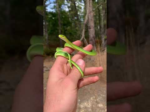 Gentle Green Snake in Hand!