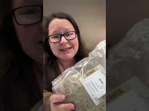 Usnea—Infection Fighting Lichen!