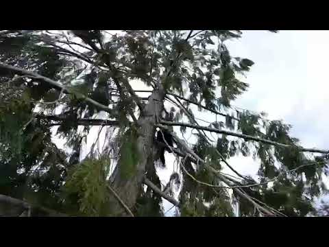 Two kittens, one tree! | Utopia, you are standing in it!