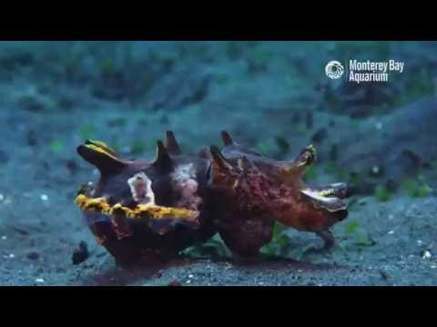 Cephalopods On The Prowl!