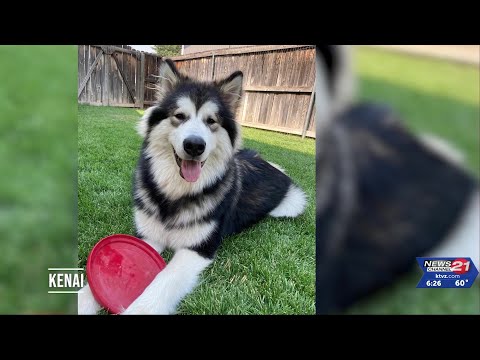 Pet Pics Sweepstakes: Active or laid-back, always loved