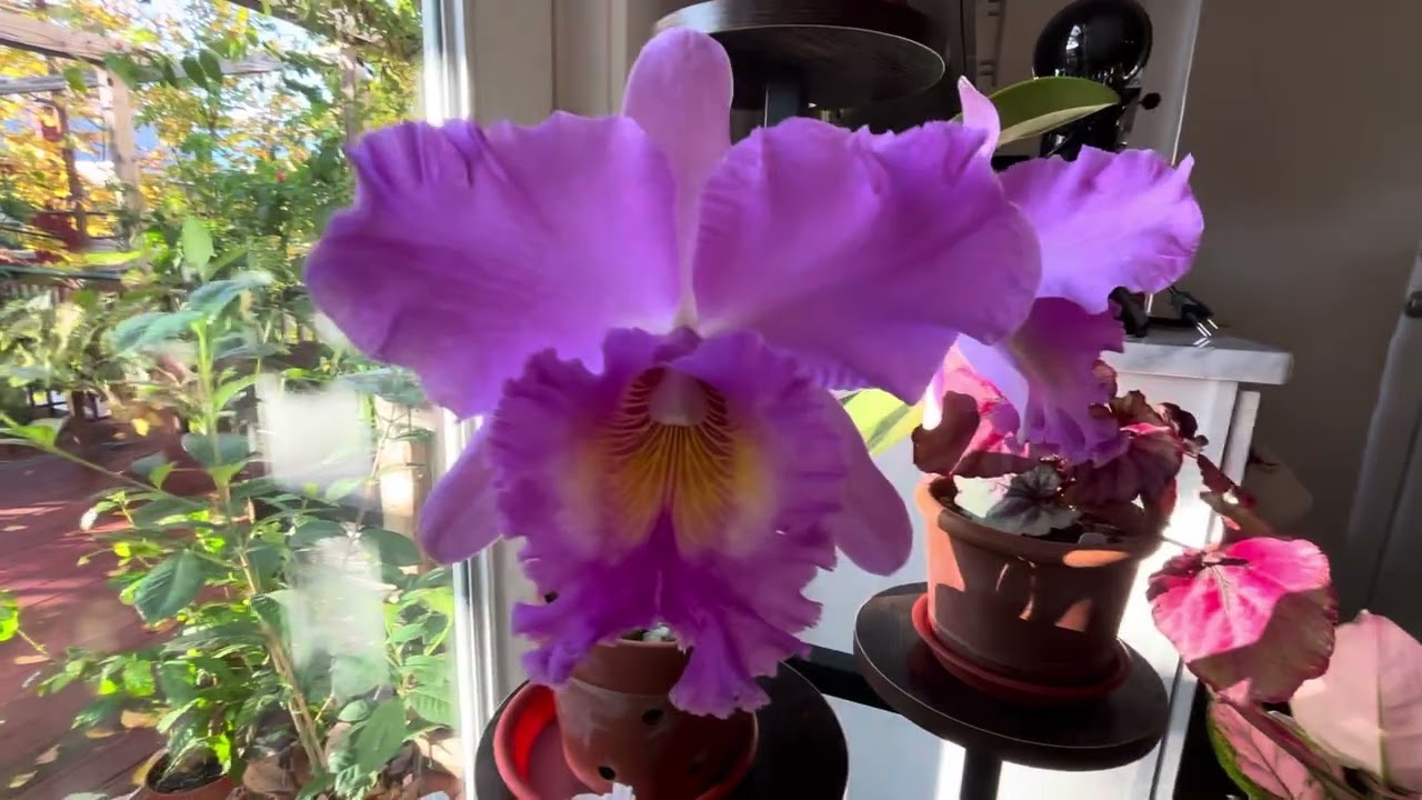 Blc. Mahina Yahiro ‘Mishima’ AM/AOS
