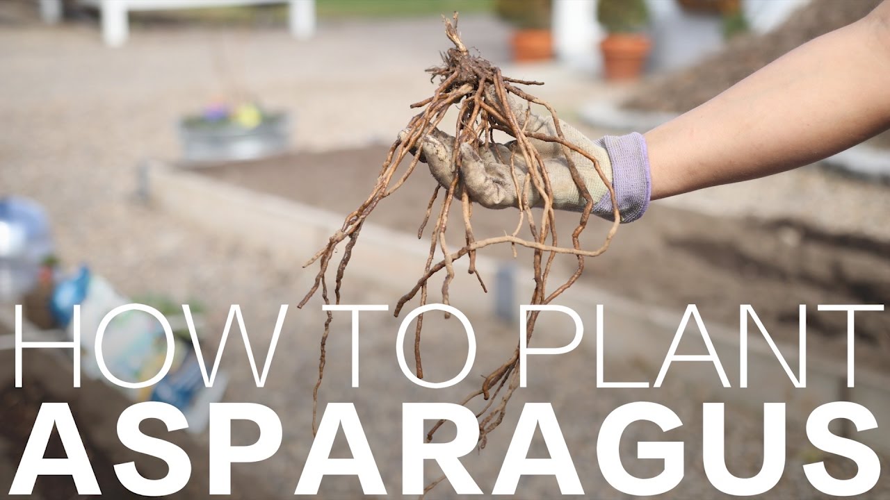 How to Plant Asparagus // Garden Answer