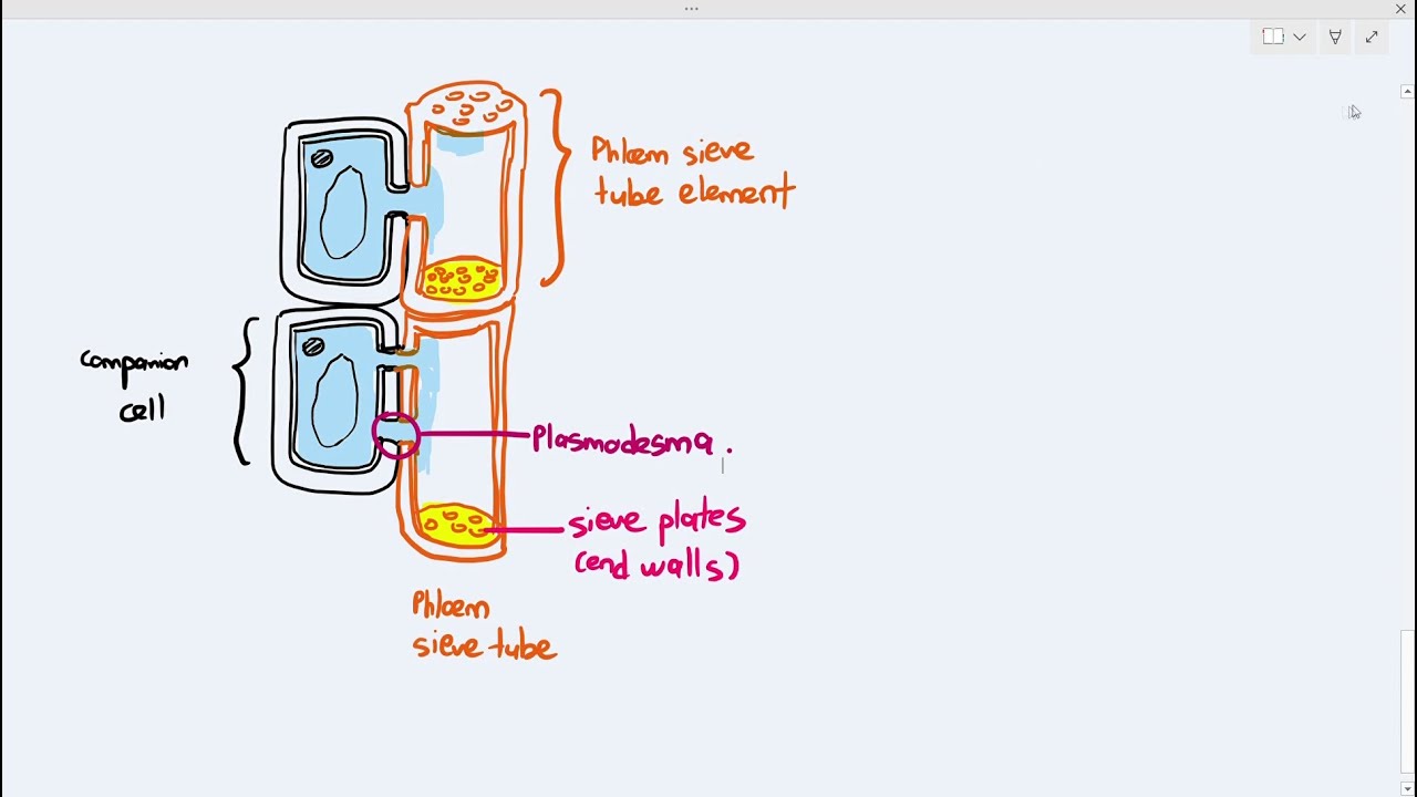 7-9 Phloem Structure (Cambridge AS A Level Biology, 9700)