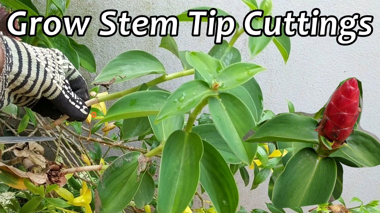 Growing Red Button Ginger/Indian Head Ginger Stem Cuttings - Easy Stuff!