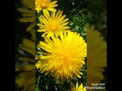 Dandelion flower in hindi/ urdu.