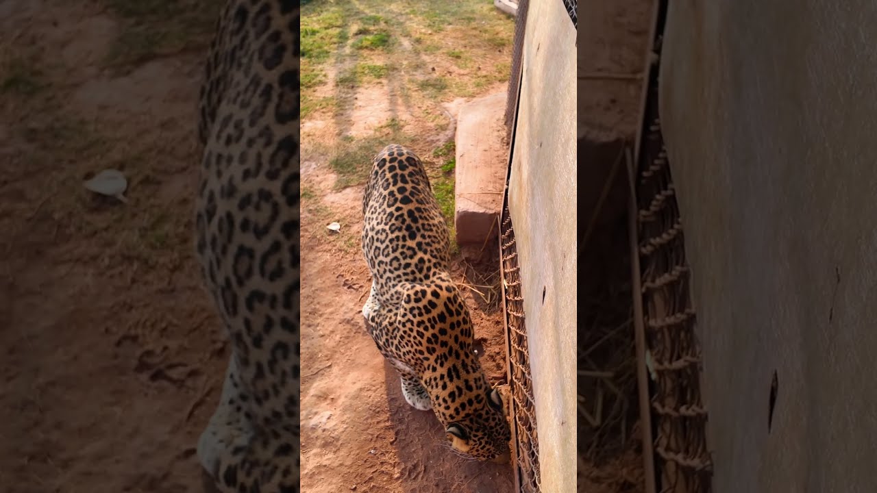 Leopard in Islamabad | leopard roaming #leopard #chetah #zoo #cheetahislamabad #islamabad #pakistan