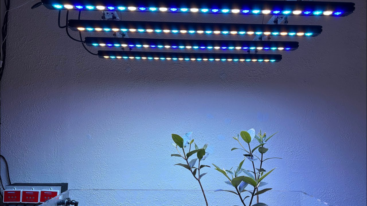 Quanta Helix Light Review