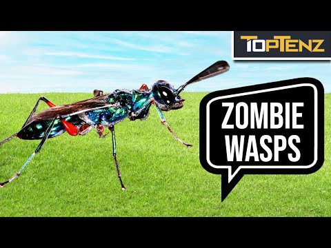 10 Animals with Incredible Biological Quirks