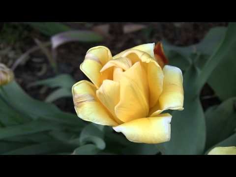 Yellow Tulip Flowers