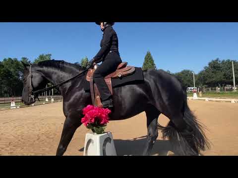 WDAA Western Dressage Basic Test 1 Amateur JamieLynne Weiss and First Impression