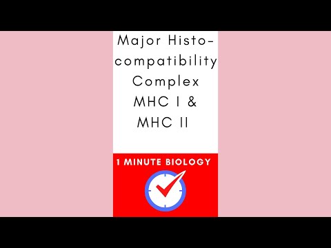 MHC I and MHC II Major Histocompatibility Complex #biology #microbiology #immunology #shorts