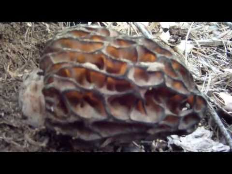 How to find morel mushrooms in california.