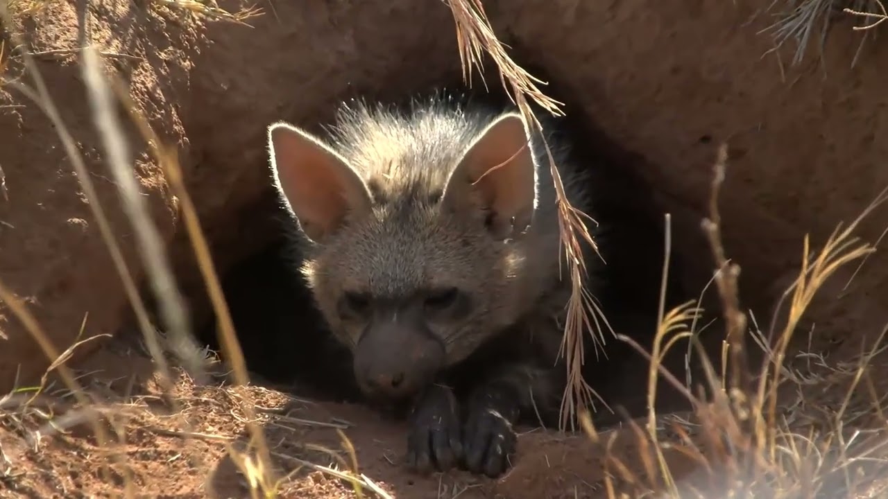 Epic Aardwolf sighting