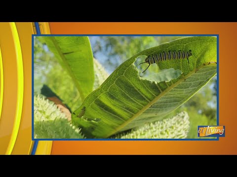 Milkweed: The Butterfly Magnet for Your Yard