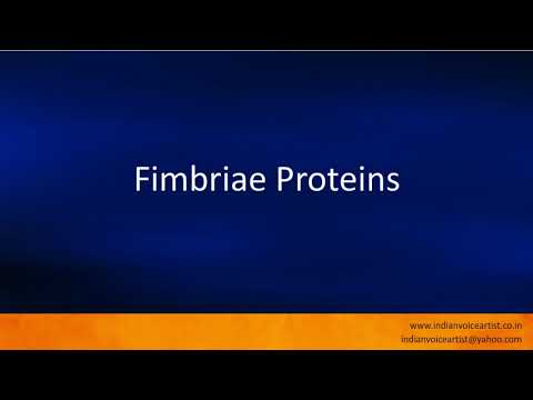 Pronunciation of the word(s) "Fimbriae Proteins".