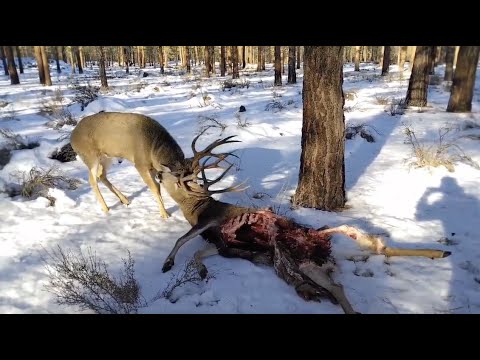 Dramatic Rescue: Man Saves Big Mule Deer Buck Locked to Dead 5x5's Antlers - Video Summary - Glarity