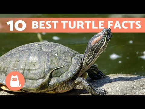10 FACTS About TURTLES You Probably Didn't Know 🐢