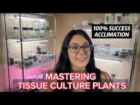 MASTERING TISSUE CULTURE PLANTS | HOW TO ACCLIMATE PLANTS FROM TISSUE CULTURE