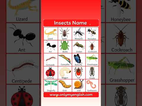 Insects Name in English ????
