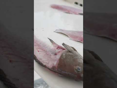 Scamp grouper fillet using our 7 in dual edge dextreme #scampgrouper #fishing #fishfillet