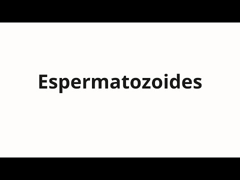 How to pronounce Espermatozoides