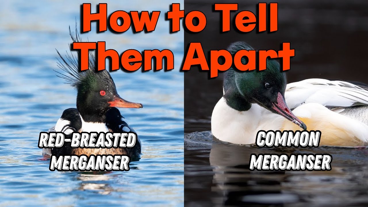 Common Merganser vs Red-breasted Merganser
