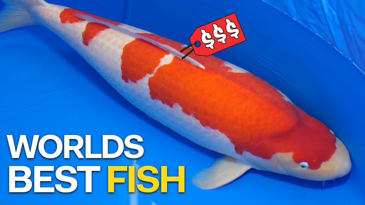 YOU Gotta See the *BEST KOI FISH* in the WORLD!!