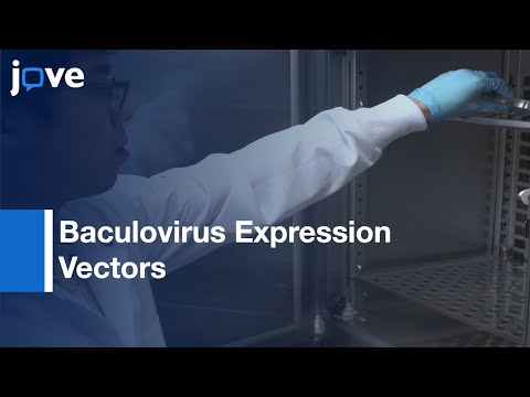 Baculovirus Expression Vectors Modificationto Produce Plant Proteins | Protocol Preview