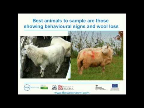 Sheep Scab