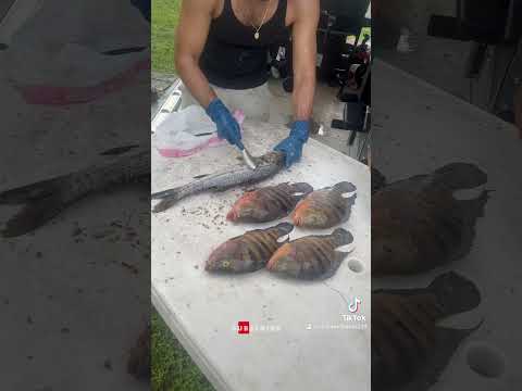 Limpiando las mojarras
